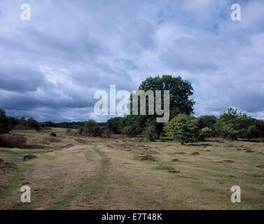 Looking across Latchmore Bottom the valley of Latchmore Brook Frogham ...