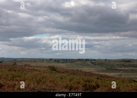 View across sandy heathland Hampton Ridge between Fritham and Frogham ...