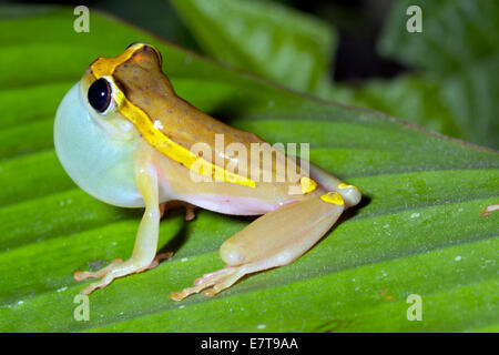 Upper Amazon Treefrog (Dendropsophus bifurcus), female sitting on a ...