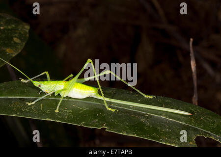 A female conehead katydid with a very long ovopositor, Ecuador Stock ...