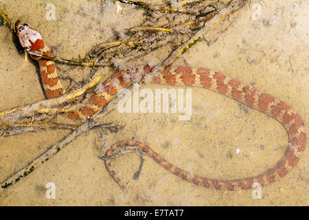 South American Water Snake (Helicops angulatus) in a pool on the ...
