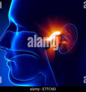 Adenoids - Ear Stock Photo: 74036134 - Alamy