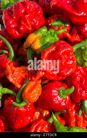 A carolina reaper chilli. One of the hottest chilli peppers in the ...