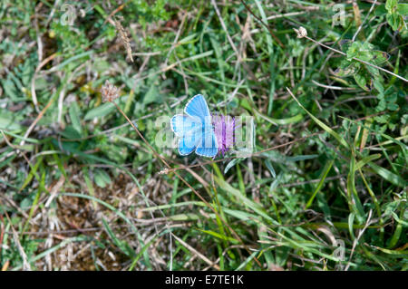 Male Adonis Blue on the short turf of Malling Down Stock Photo - Alamy