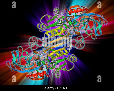 Alcohol dehydrogenase, molecular model. Alcohol dehydrogenase (ADH) is ...