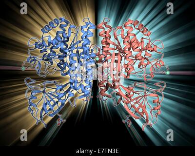Human transferrin receptor molecule Stock Photo - Alamy