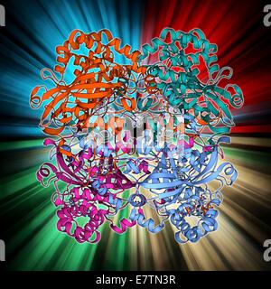 Catalase, molecular model Stock Photo - Alamy