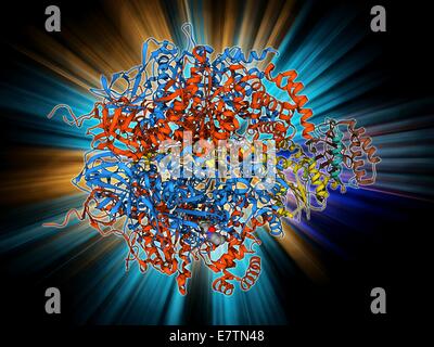 ATP synthase molecule. Molecular model showing the structure of ATP ...