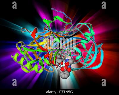 Beta secretase enzyme, molecular model Stock Photo - Alamy