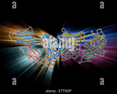 T cell receptor. Molecular model of an alpha T cell receptor. T cell ...