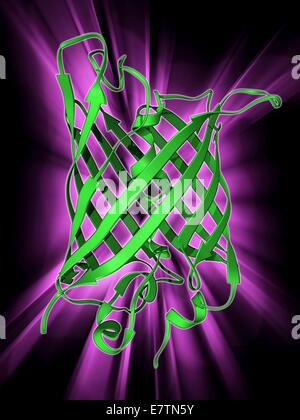 Green fluorescent protein, computer model. This protein is found in the ...