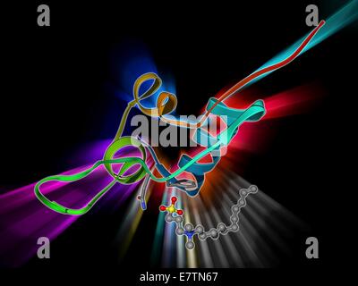 Structure of insulin-like growth factor 1 (IGF-1), 3D cartoon model of ...