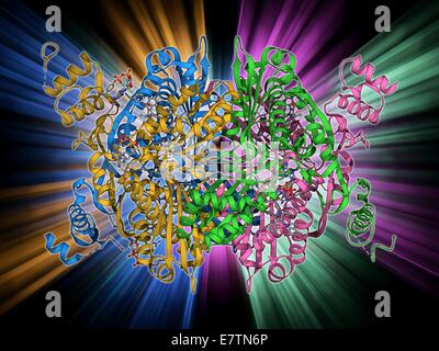 Cholesterol producing enzyme. Molecular model of HMG-CoA reductase ...