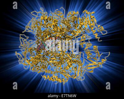 Molecular model of messenger ribonucleic acid (mRNA), computer ...