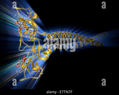 Early endosome antigen 1 molecule Stock Photo - Alamy