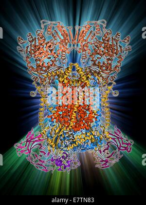 Cytochrome BC1, Molecular model. Cytochrome molecules perform oxidation ...