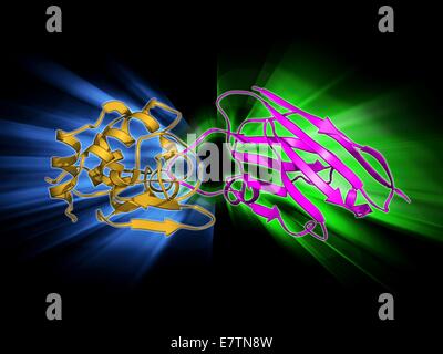 Lysozyme, molecular model. Lysozymes are enzymes found in a wide range ...