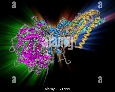 Succinate dehydrogenase enzyme. Molecular model of the succinate ...