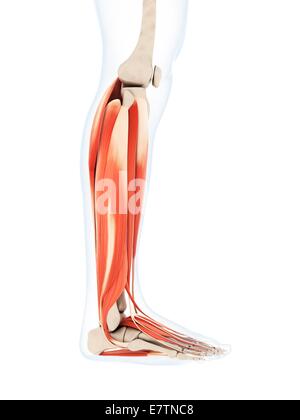 Anatomy illustration of Calf muscles, human anatomy, gastrocnemius. 3d ...