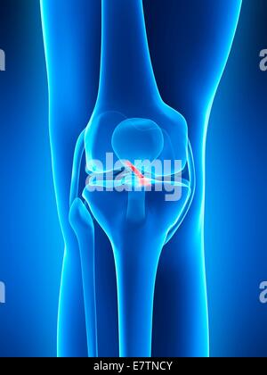 Human knee ligament, computer artwork Stock Photo - Alamy