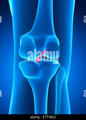 Human knee ligament, computer artwork Stock Photo - Alamy