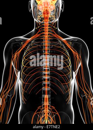 Human nervous system, computer artwork Stock Photo - Alamy