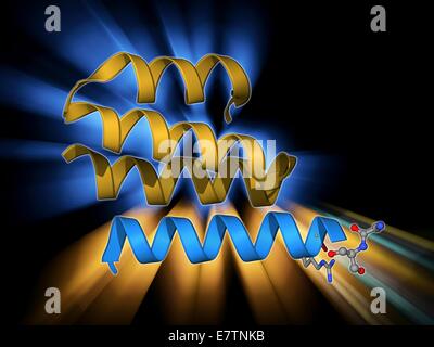 Structure of collagen, illustration. Collagen is the most abundant ...