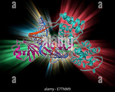 TATA box-binding protein complex. Molecular model showing a TATA box ...