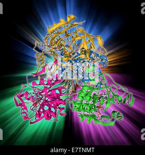 Alcohol dehydrogenase, molecular model. Alcohol dehydrogenase (ADH) is ...
