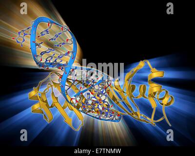 TATA box-binding protein complex. Molecular model showing a TATA box ...