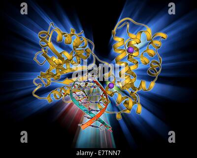 DNA polymerase beta (POLB) complexed with DNA and deoxythymidine ...