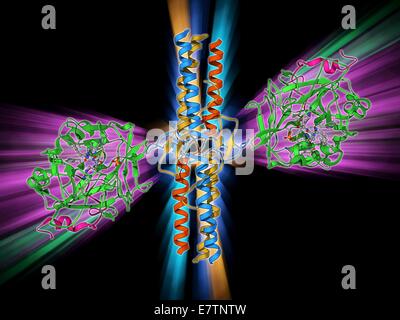 Fibrinogen molecule Stock Photo: 65204841 - Alamy