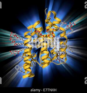 Rhomboid protease. Molecular model of the rhomboid protease enzyme GlpG ...