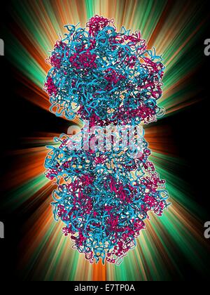 70S ribosome, molecular model. Ribosomes are composed of protein and ...