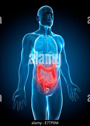 Human colon computer artwork Stock Photo - Alamy