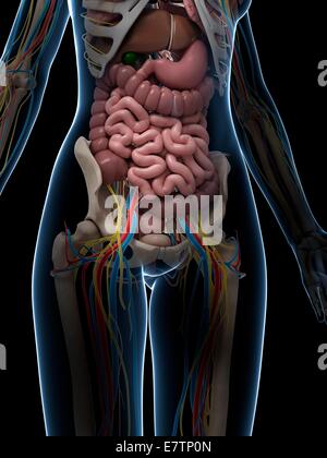 Illustration of female stomach anatomy and intestinal villi Stock Photo ...