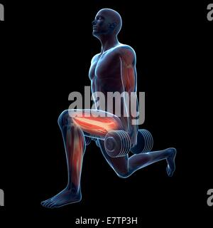Human calf muscles, computer artwork Stock Photo - Alamy
