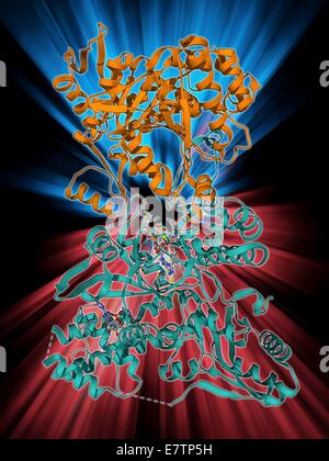 Isocitrate dehydrogenase, molecular model. This enzyme catalyses the ...