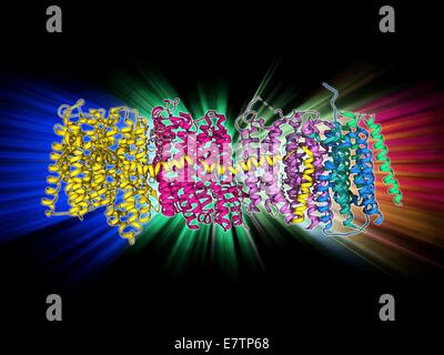 Oxidoreductase enzyme complex. Molecular model of a complex of NADH ...