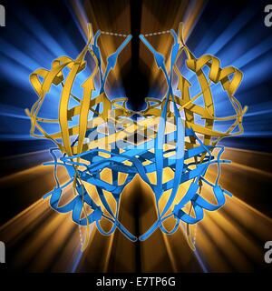 Single-stranded DNA-binding protein, molecular model. The function of ...