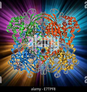 Catalase, molecular model Stock Photo - Alamy