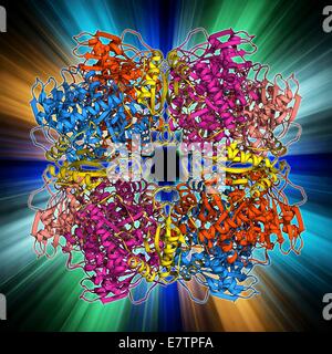 Rubisco. Molecular model of the enzyme rubisco (ribulose bisphosphate ...