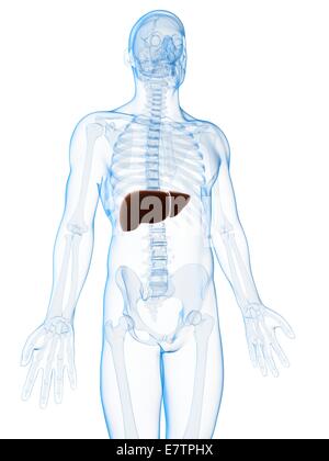 Human liver computer artwork Stock Photo - Alamy