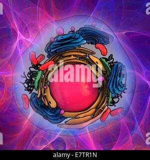 Animal cell structure, computer artwork Stock Photo - Alamy