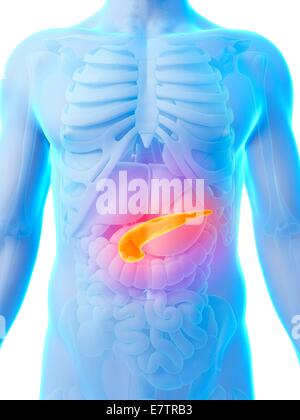 Human pancreas, computer artwork Stock Photo - Alamy