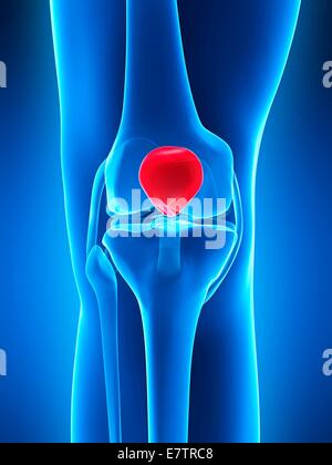 Patella bone, computer illustration Stock Photo - Alamy