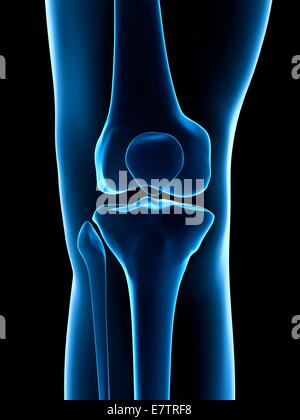 Human knee joint, computer artwork Stock Photo - Alamy