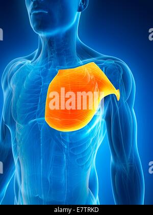 Human muscular system, computer artwork Stock Photo - Alamy