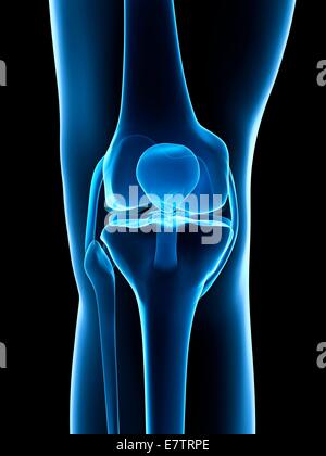 Human knee joint, computer artwork Stock Photo - Alamy