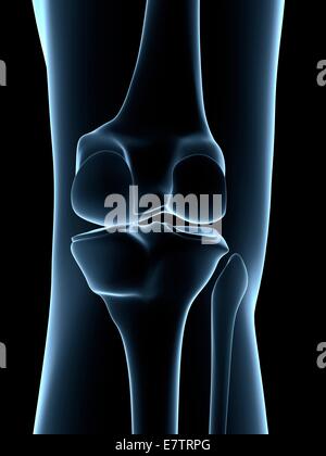 Human knee joint, computer artwork Stock Photo - Alamy